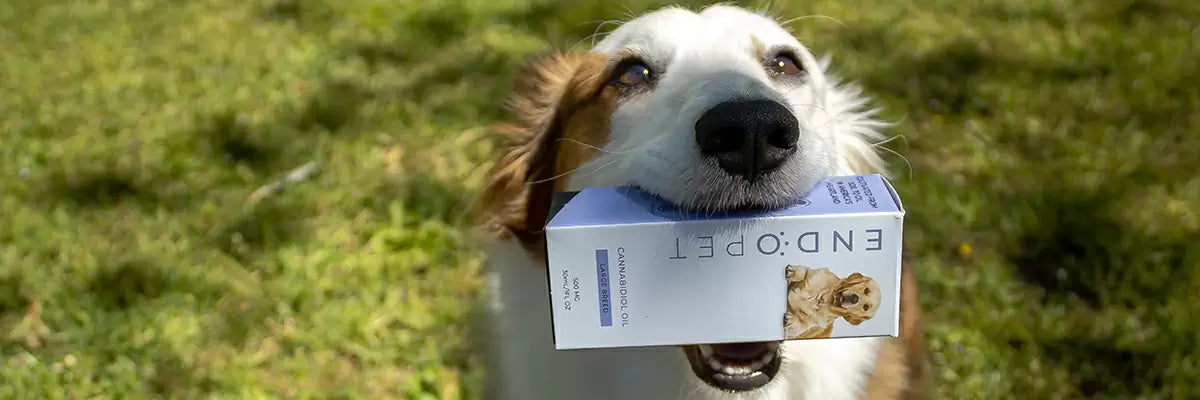 CBD’s Top 5 Benefits for Dogs – Pure Spectrum CBD